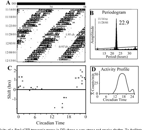 Figure 1 From A Short Half Life Gfp Mouse Model For Analysis Of Suprachiasmatic Nucleus