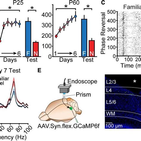 Manifestations Of Stimulus Selective Response Plasticity Srp A In
