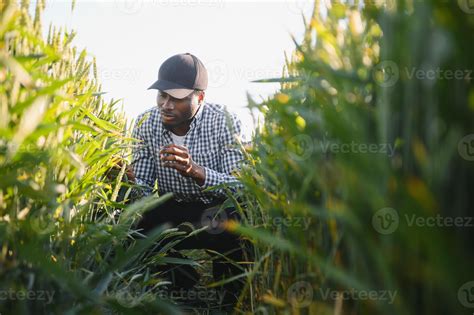 African American Man Explores Huge Wheat Field At Sunlight Black