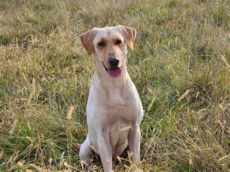 Mpr Drifter X Cpr Sugar Smack — Yellow Lighter Yellow Pointing Lab Puppies Pointing Lab