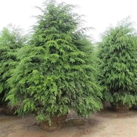 Eastern Hemlock Tsuga Canadensis Seeds For Planting Gardenersbasicseeds