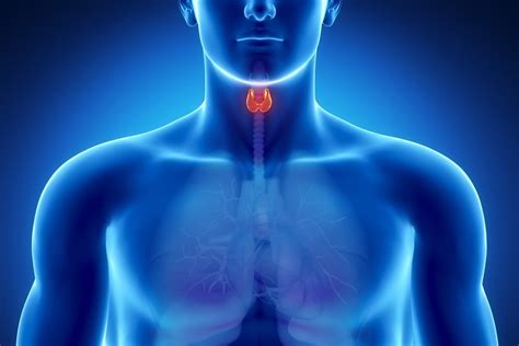 Thyroid Surgery Palmer General Surgeon Mat Su Surgical Associates
