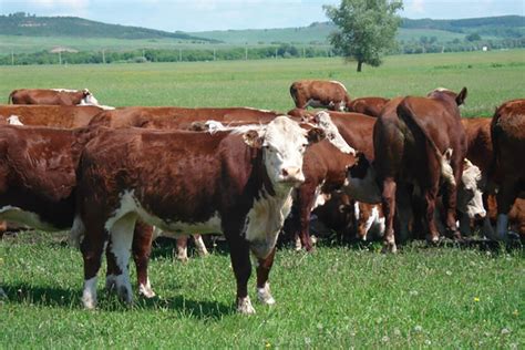 January 2020 Highlights of Kazakhstan Agricultural Sector ...
