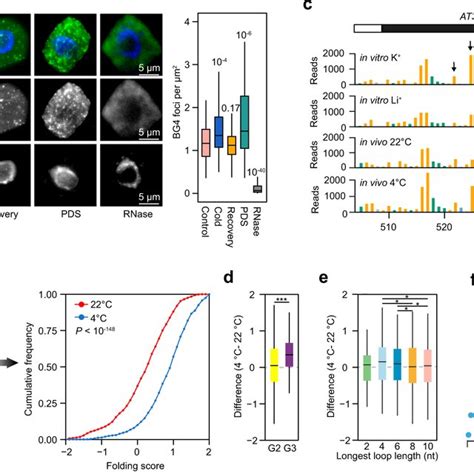 Rna G Quadruplex Regulates Plant Cold Responsive Growth A Schematic Of