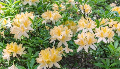 Rhododendron Arboreum Facts Benefits Grow And Care Tips