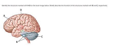 Solved Identify The Structures Marked With A D On The Brain Chegg