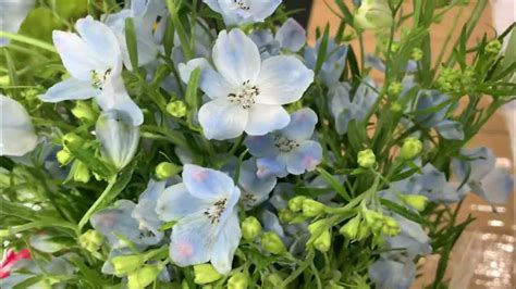 연블루 델피늄 생화 꽃집 꽃집창업 꽃값 온라인꽃시장 온라인꽃도매 인터넷꽃시장 인터넷꽃도매 서울꽃시장 꽃농장 꽃배송 생화배송 생화도매 생화택배 꽃배달 생화배달 생화주문 생화