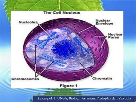 Ppt Protoplasma Powerpoint Presentation Free Download Id217674