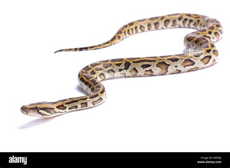 Burmese Python Python Bivittatus Stock Photo Alamy