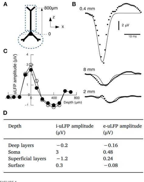 Figure 1 From Mean Field Based Framework For Forward Modeling Of Lfp And Meg Signals Semantic