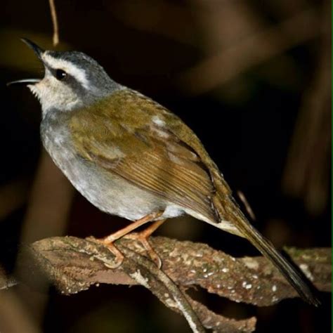 Spotting Project Noah