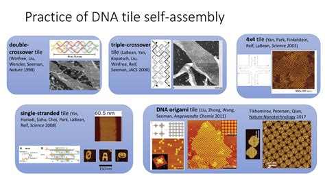 Ppt Algorithmic Self Assembly With Dna Tiles Powerpoint Presentation
