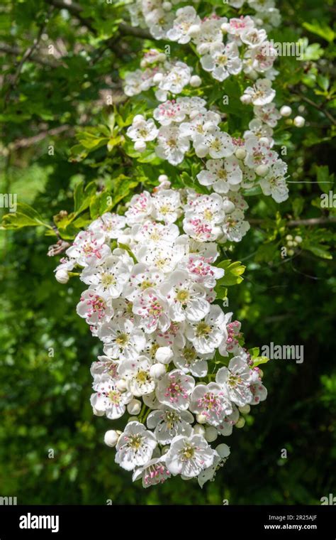 Hawthorn Tree Blossom Crataegus Monogyna In Spring Or May A Common Hedgerow Tree England Uk