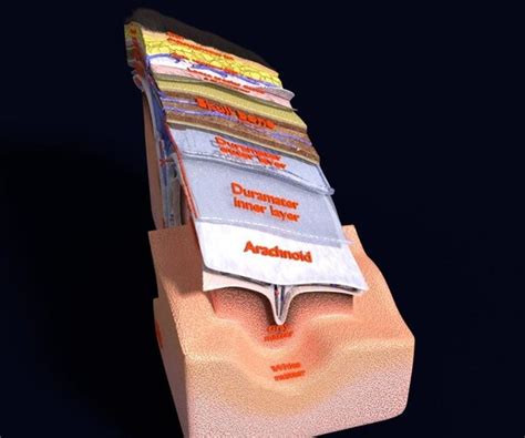 Artstation Brain With Meninges Labelled Detail 3d Model Resources