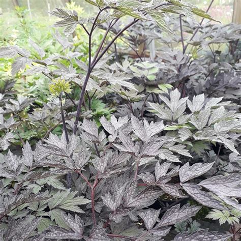 Actaea Simplex Brunette Baneberry Brunette Buy Herb Plants