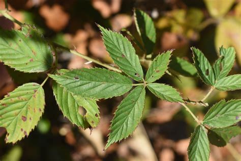 Rubus Argutus Sawtooth Blackberry Fsus