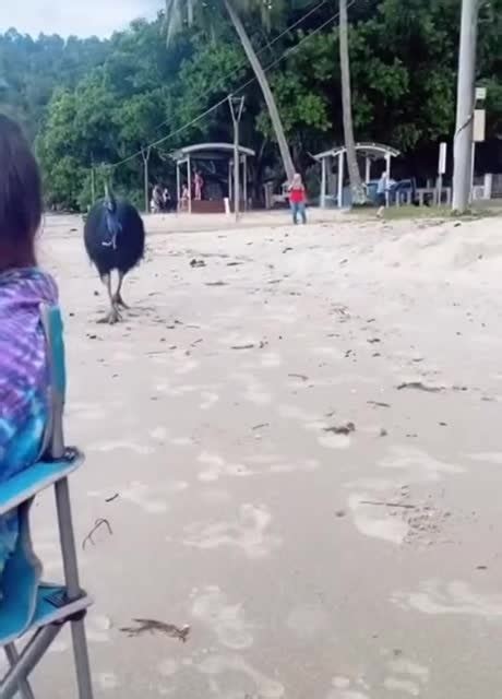 Curious Visitor Meme By Schizoidman Memedroid