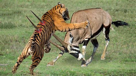 Tiger Eating A Buffalo