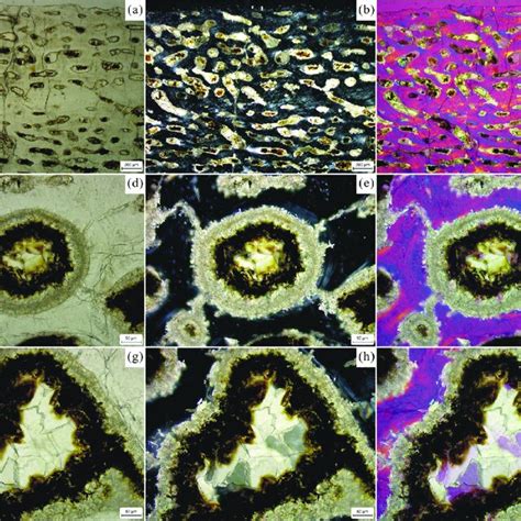 Bone Microstructure In Juvenile Sxmg V00089 A C The Outer Cortex Under