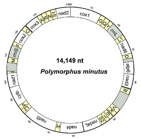 Circular Representation Of The Complete Mitochondrial Genome Of Download Scientific Diagram