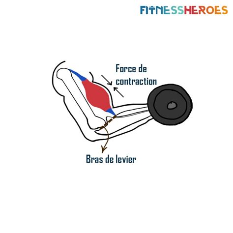 Fessiers Exercices Anatomie Programme Le Guide Dentraînement