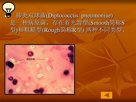 肺炎双球菌的转化实验 Word文档在线阅读与下载 无忧文档