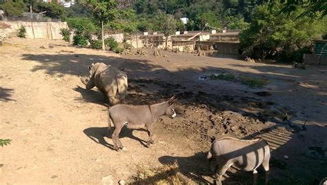 ზოოპარკის გადარჩენილი ცხოველები [ფოტო] Netgazeti • Netgazeti Ge