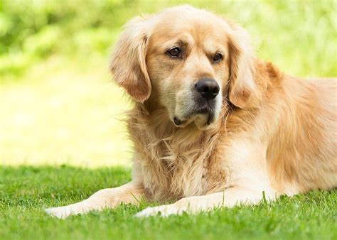 500 Golden Retriever Names Popular Male And Female Names