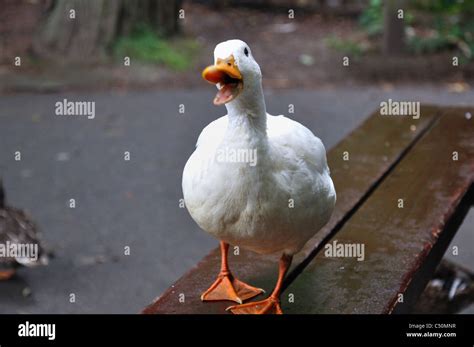 Quack Quack Duck