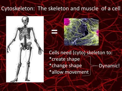 Cytoskeleton Cell Shape And Cell Motility Pptx