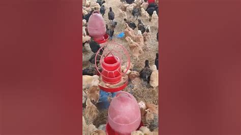 কালার বাড মুরগী কালারবাট কালারবাট মুরগি মুরগি মুরগী পালন মুরগিপালন Youtube