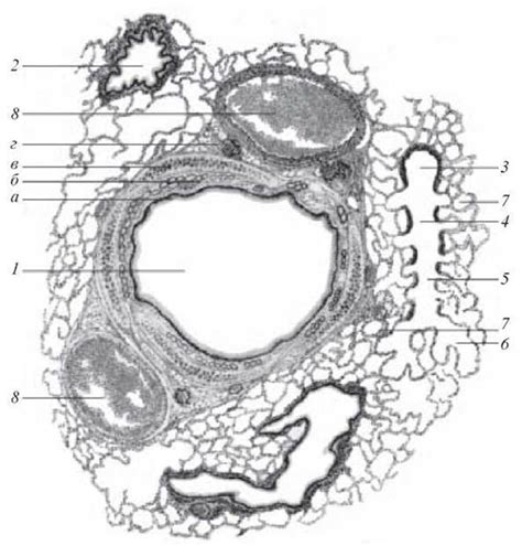 Респіраторний відділ Система органів дихання