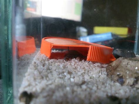 Scorpion In Its Hide Arachnoboards