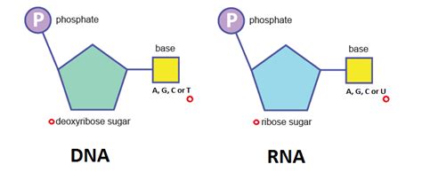 Structure Of DNA And RNA The A Level Biologist Your Hub