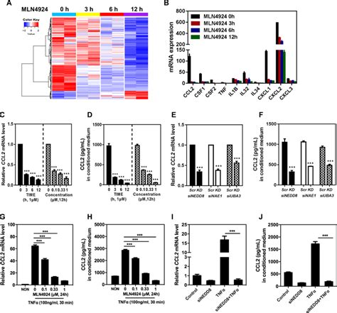 Neddylation Inactivation Suppresses The Transactivation Of Ccl2 A
