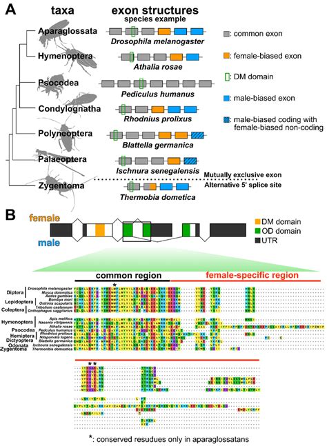 Comparisons Of Molecular Features In Doublesex Among Insect Taxa A