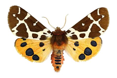Yellow Moth