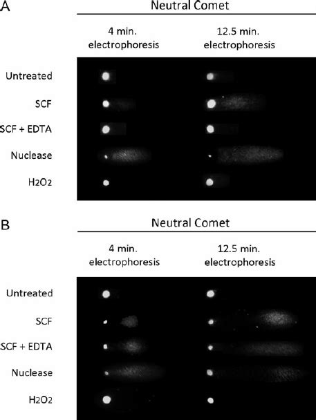 Examples Of The Most Common Neutral Comet Assay Results For Two Download Scientific Diagram