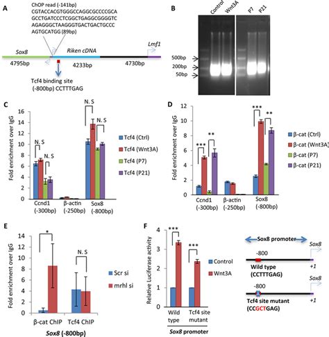 Analysis Of The Role Of The Tcf4 Binding Site In The Sox8 Promoter In
