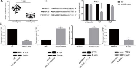 Mir 221 Targets Pten And Pten Is Positively Regulated By Tug1 A Pten
