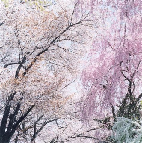 Rinko Kawauchi Untitled From Illuminance Rinko Kawauchi Cherry