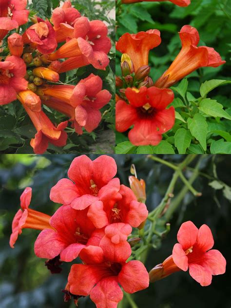 유럽 능소화 4종 중품 P15포트 주 더케이야생화