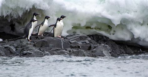 Avian Flu And Biosecurity Rules In Antarctica