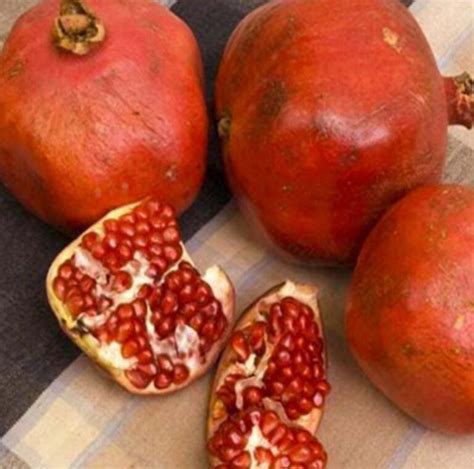 Choosing The Perfect Pomegranate Tree 19 Top Varieties The Fruit Grove