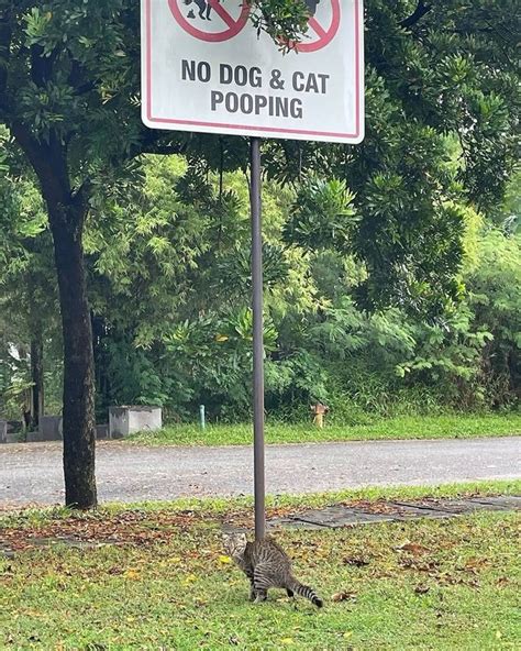 24 Fang Tastically Funny Cat Memes For Lovers Of Feisty Felines I Can