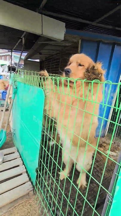 생후 60일 두 달 된 아기 리트리버 세 마리 무료 분양입니다 010 6482 Xxxx 강원 횡성 초원리에 있어요 Youtube