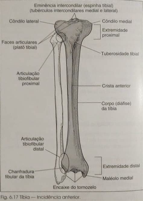 Tibia Osso Da Perna Retoedu