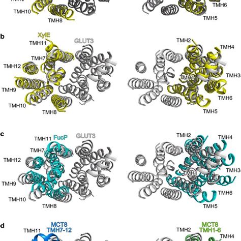 Simplified Depiction Of The Mct8 Models In A The Fully Extracellular