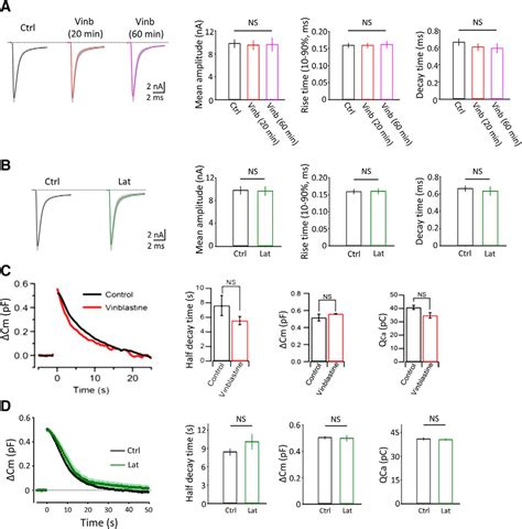 Microtubule And Actin Differentially Regulate Synaptic Vesicle Cycling