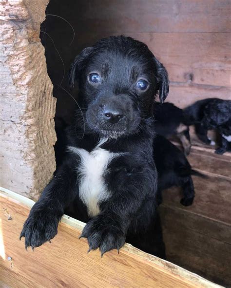 Кученца за осиновяване гр Видин Крум Бъчваров • Olx Bg